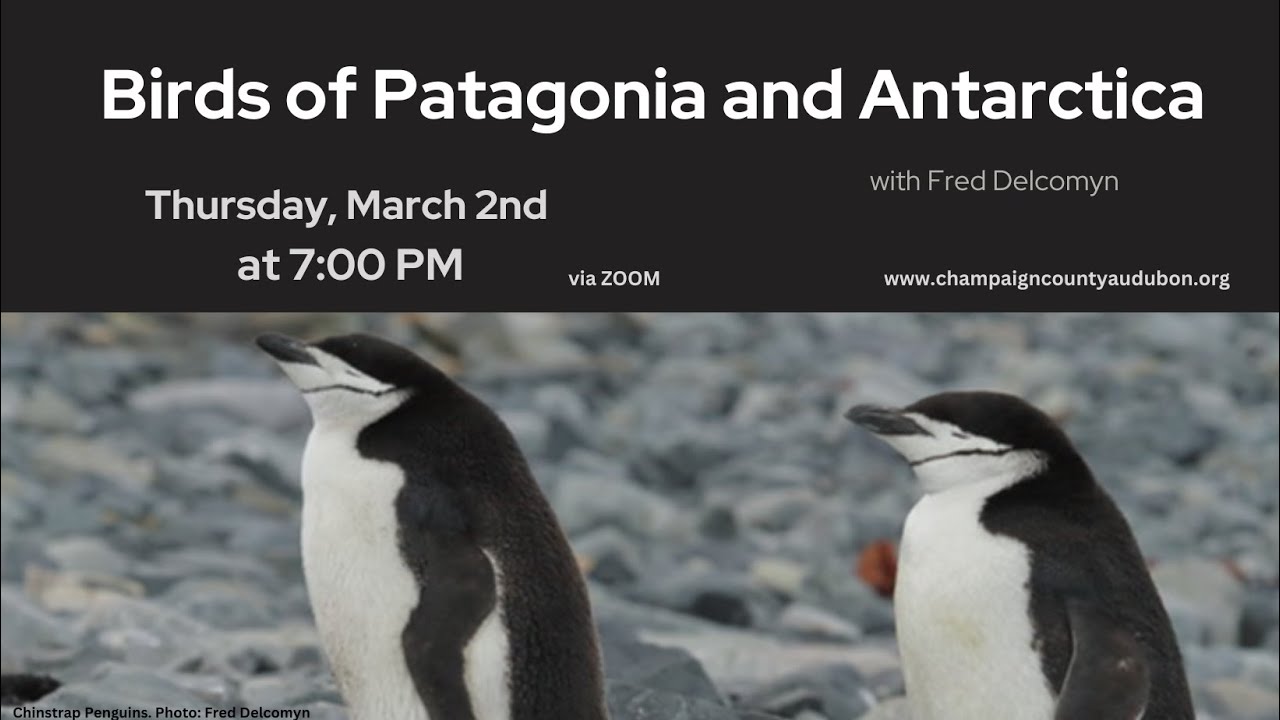 Birds of Patagonia and Antarctica with Fred Delcomyn - YouTube