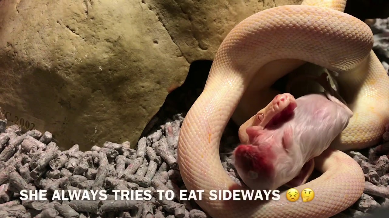 Albino Darwin Carpet Python Eating Strangely - YouTube