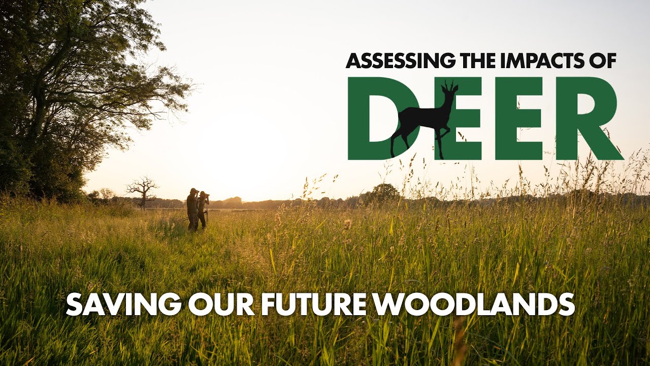 Deer Damage In Our Woodlands: CWS1 Deer Impact & Activity Survey - YouTube