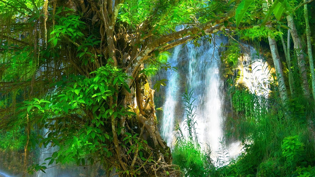 Instant Stress Relief: Relaxing Music and Nature Sounds for Immediate ...