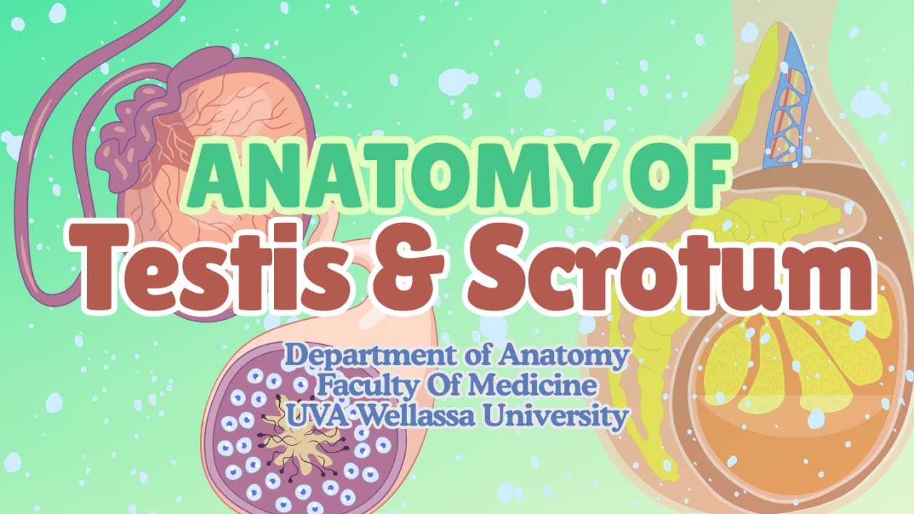 Anatomy of Testis & Scrotum | Structures, Blood Supply & Clinical ...
