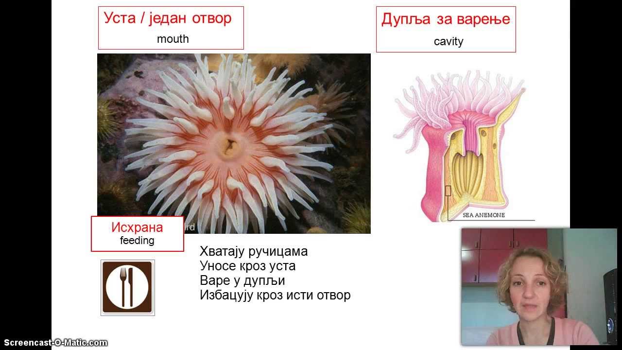 Izokrenuta učionica - Dupljari - YouTube