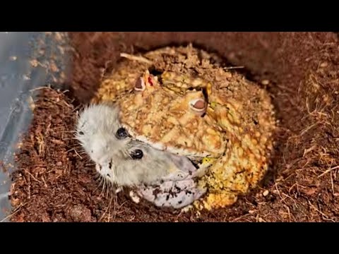 Pacman Frog Gets Stuffed With Hamster - Warning Live Feeding - YouTube