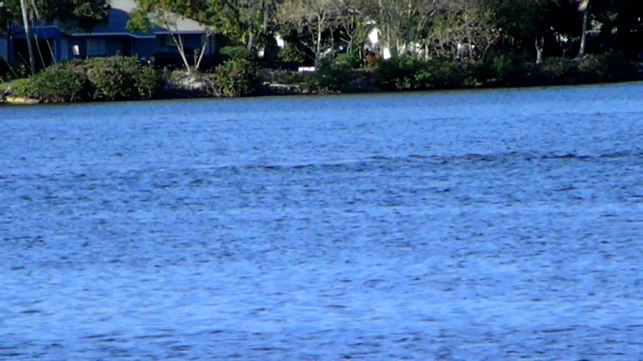 Dolphins playing in Whitcomb Bayou, Tarpon Springs, FLhe - YouTube