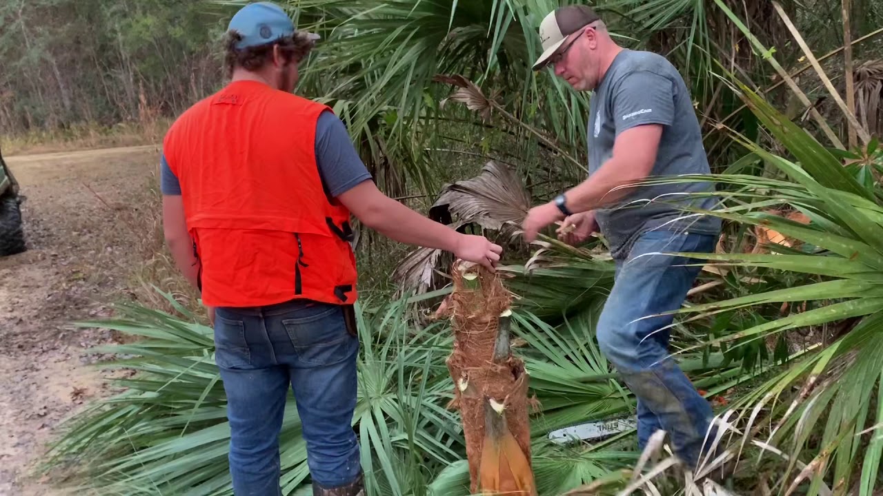 Harvesting Swamp Cabbage for Dinner - YouTube