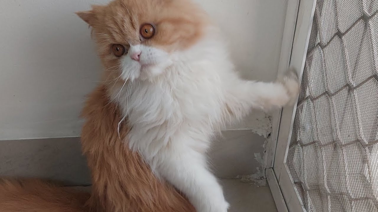 This cute cat small ball obsession will steel your heart 😻 🏓ll must ...