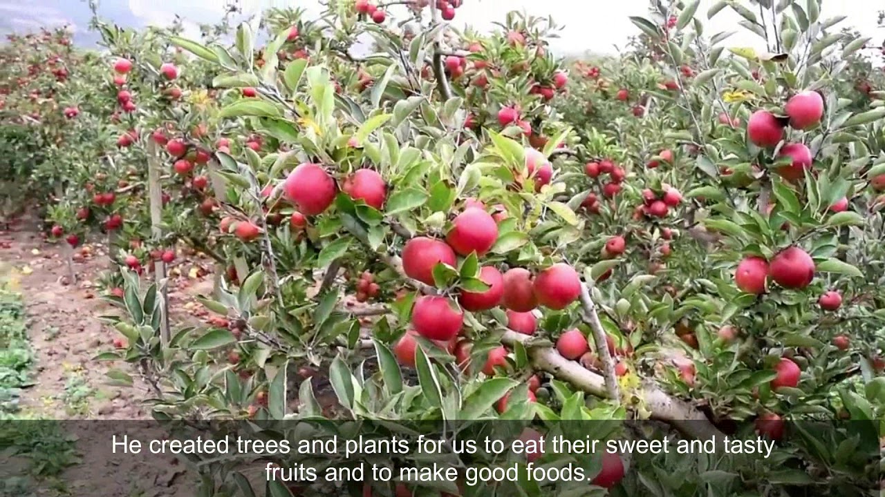 Allah's Blessings - Lesson 3 - Tawhid - Children's Book of Islam - YouTube