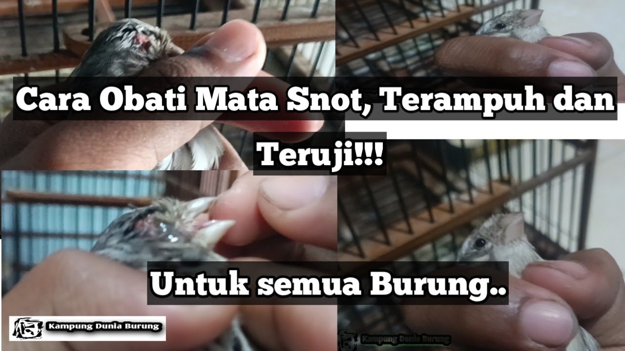 Rahasia Tersembunyi: Cara Menyembuhkan Burung yang Terkena Snot - YouTube