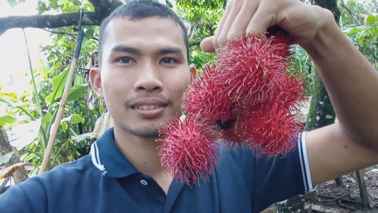Rambutan Binjai Super ( Paling Manis, Super Besar & Isi Tebal) - YouTube