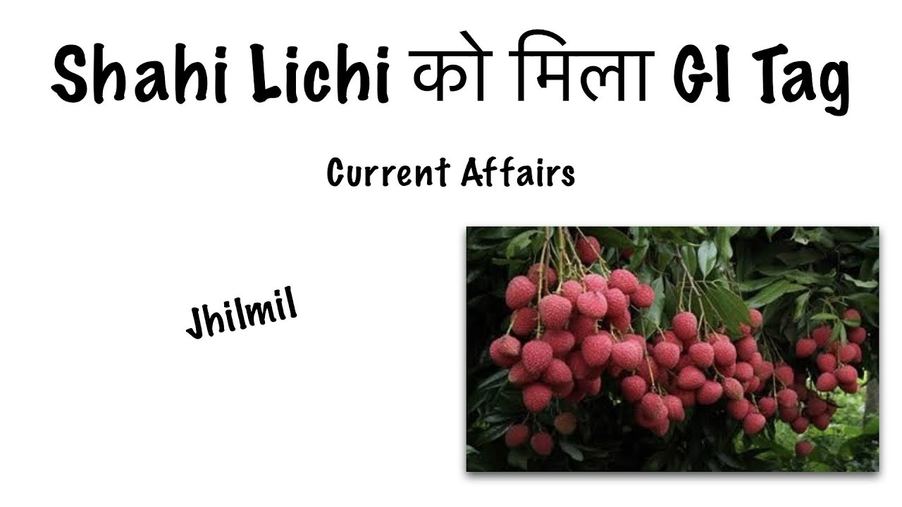 Shahi Lichi of Bihar Got GI tag | What is GI tag? | Current Affairs ...