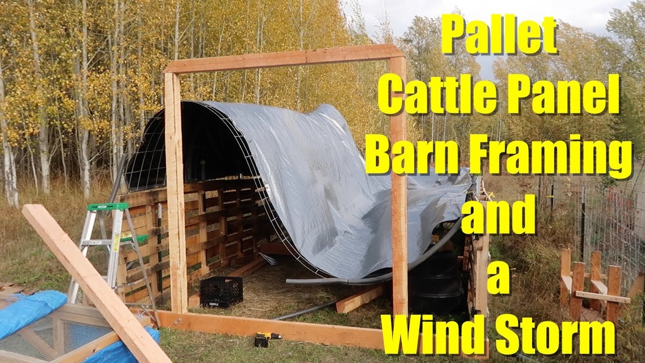 Framing the Pallet Cattle Panel Barn (until the wind ruined it) - YouTube