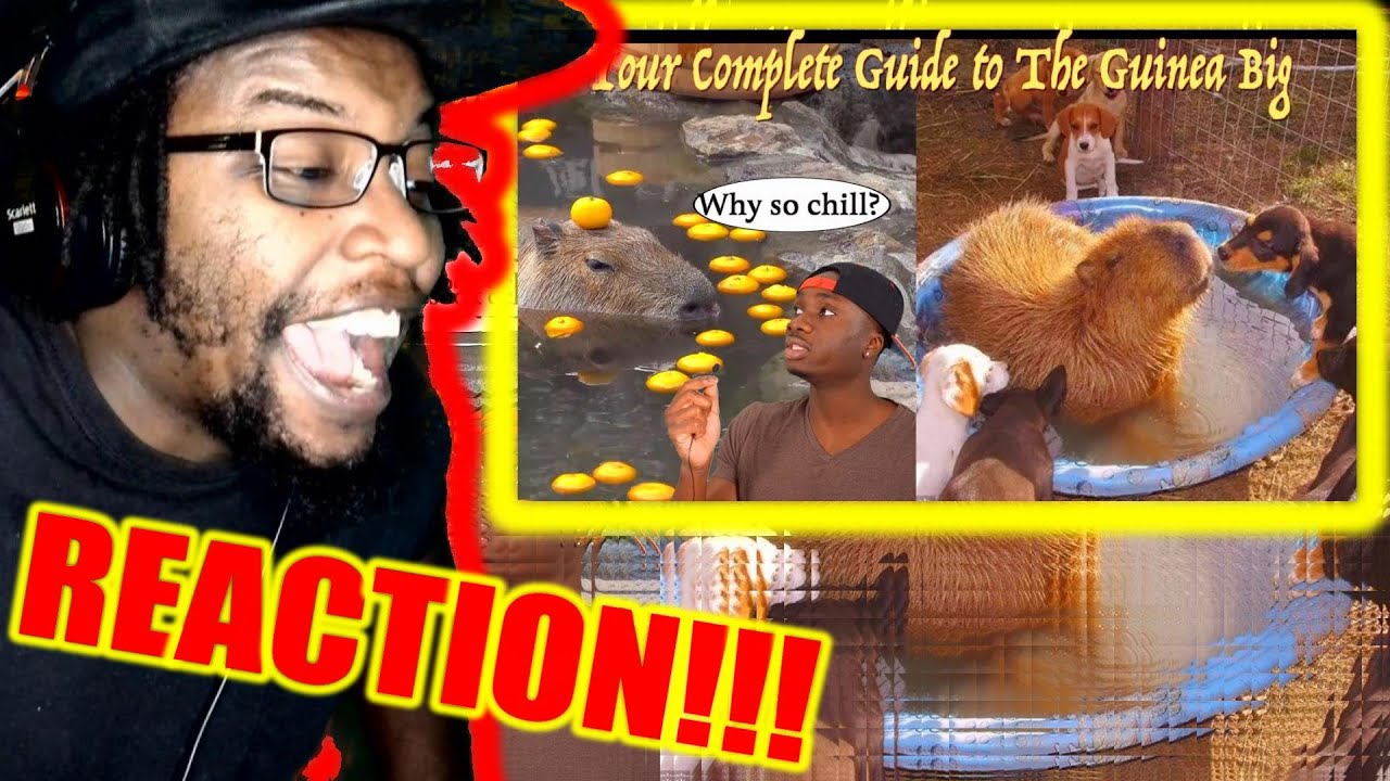 THE CHILL CHINCHILLA! The Curious Case of the Capybara - Casual ...