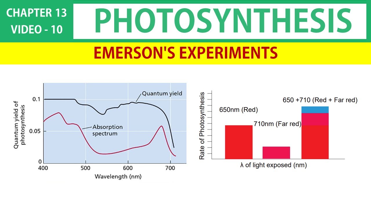 Photosynthesis in Tamil (10) | Emerson’s Experiments | Class 11 Botany ...