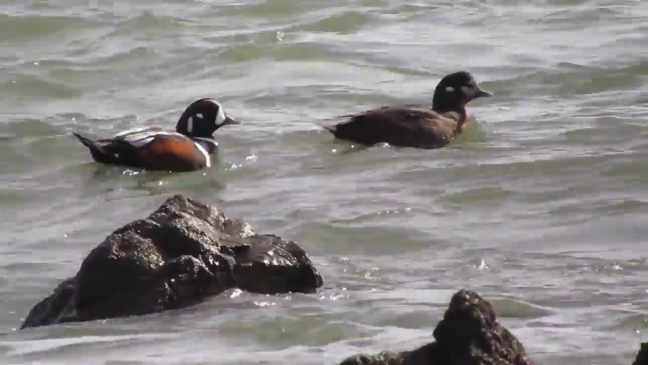 Harlequin Duck, Estero Bluffs, January 2018 - YouTube