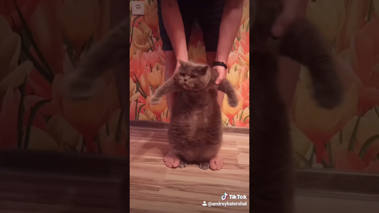 CAT !!! FAT CAT!!!! 2020 !!! 2019 !!! NEW!!! DANCE !!! TRASH !!! LIKE ...