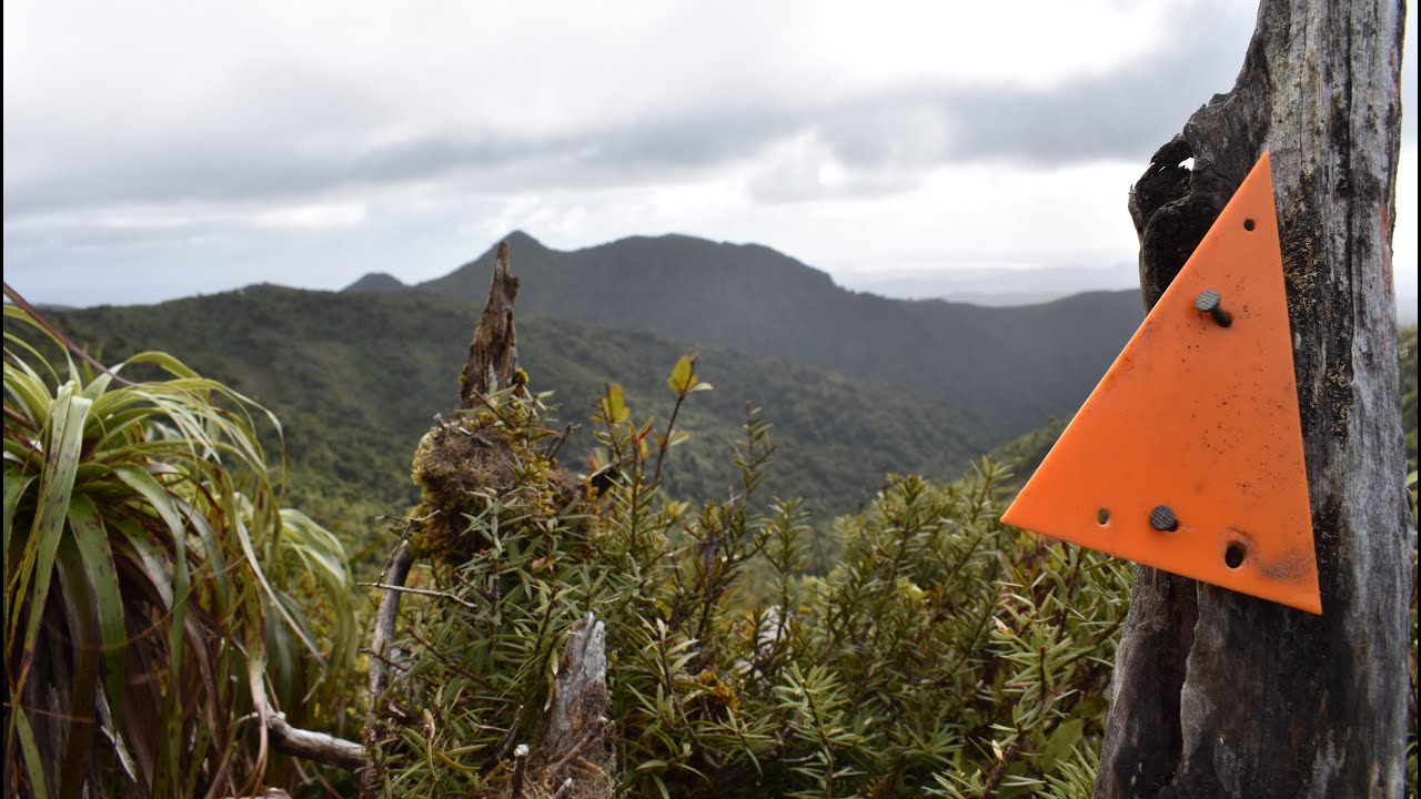 Pahautea Hut Overnight Hike, Pirongia Forest Park - YouTube