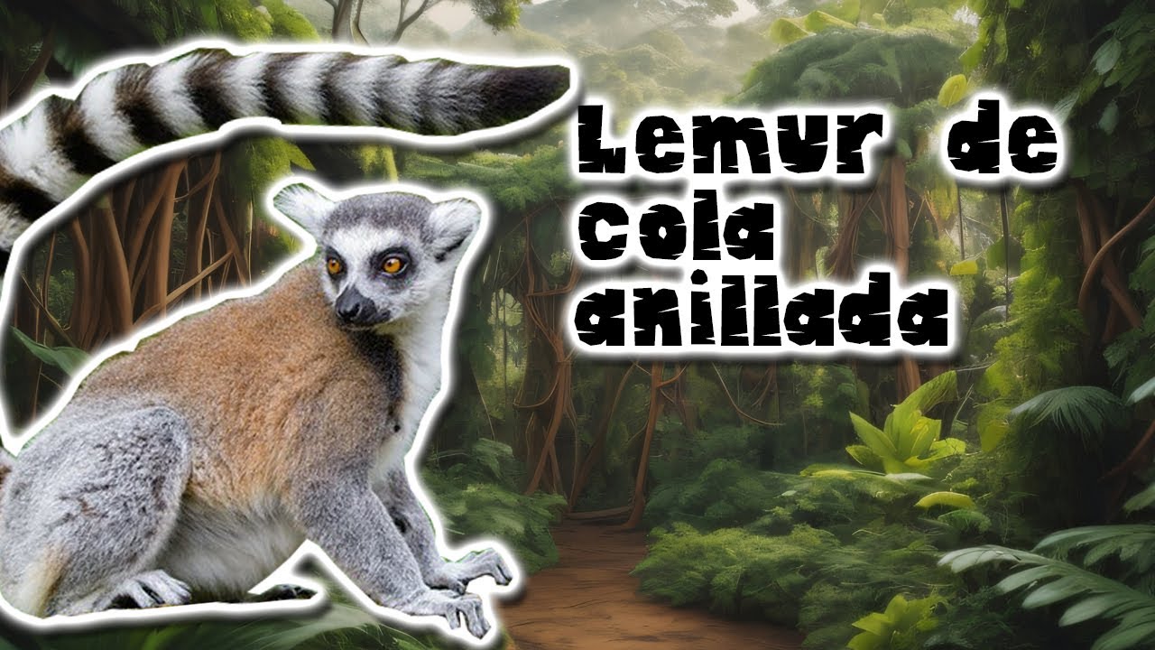 El Lémur de Cola Anillada: El Lémur más Carismático – documental de ...