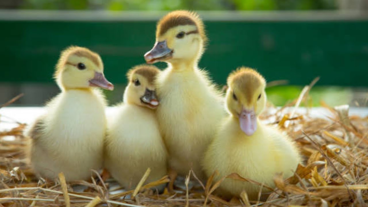 Adorable Baby Ducks Exploring Their New World! - YouTube
