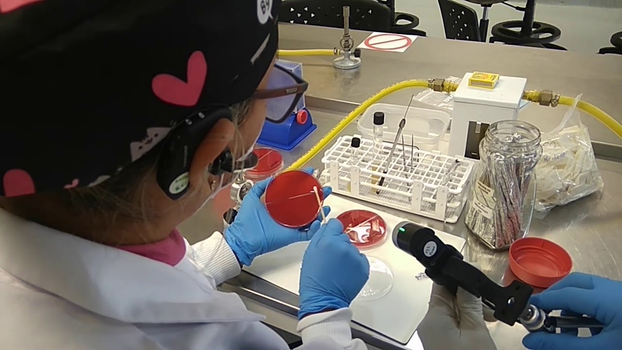 Cómo sembrar Streptococcus para medir sensibilidad a optoquina - YouTube