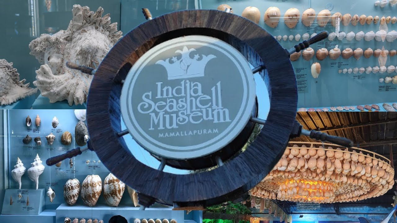 🏆ASIA's LARGEST🏆 INDIA SEASHELL MUSEUM over 40,000 Seashells & Marine ...