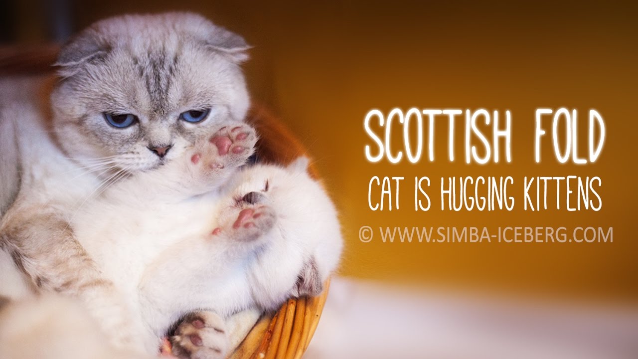 Scottish fold cat is hugging kittens | Simba Iceberg cattery - YouTube