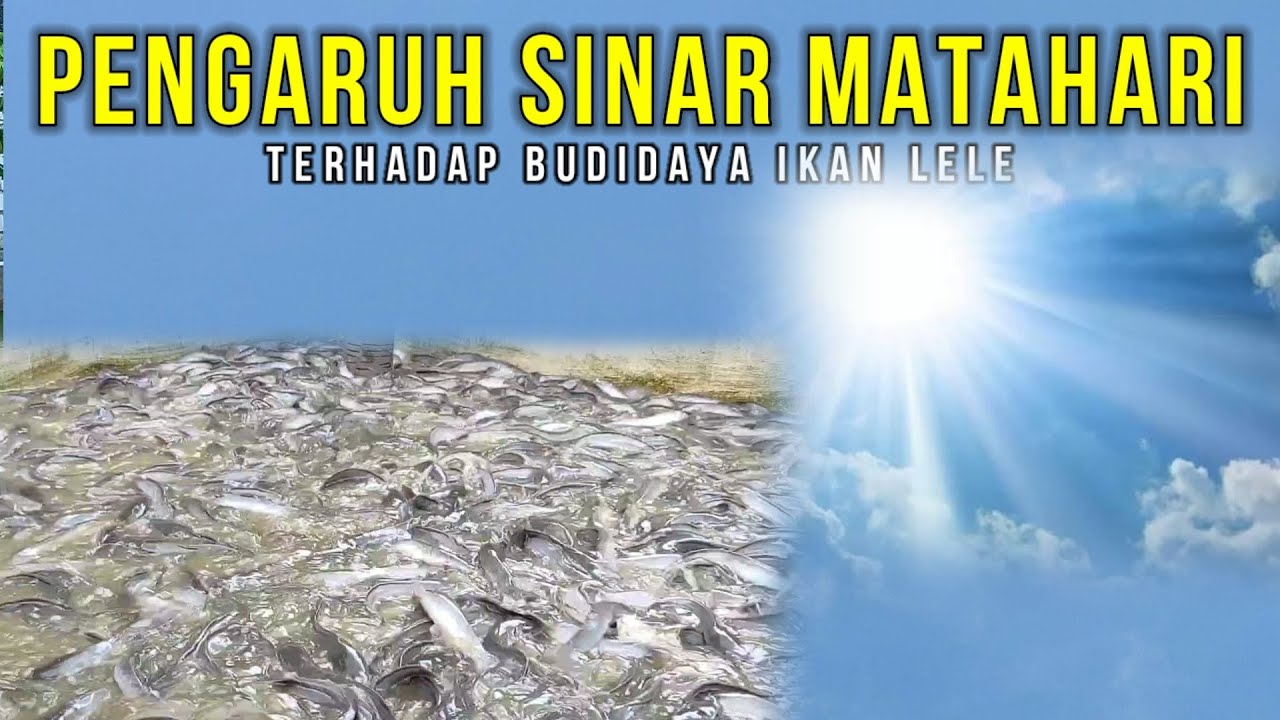 PERBEDAAN KOLAM LELE TERKENA SINAR MATAHARI DAN TIDAK TERKENA SINAR MATAHARI - YouTube