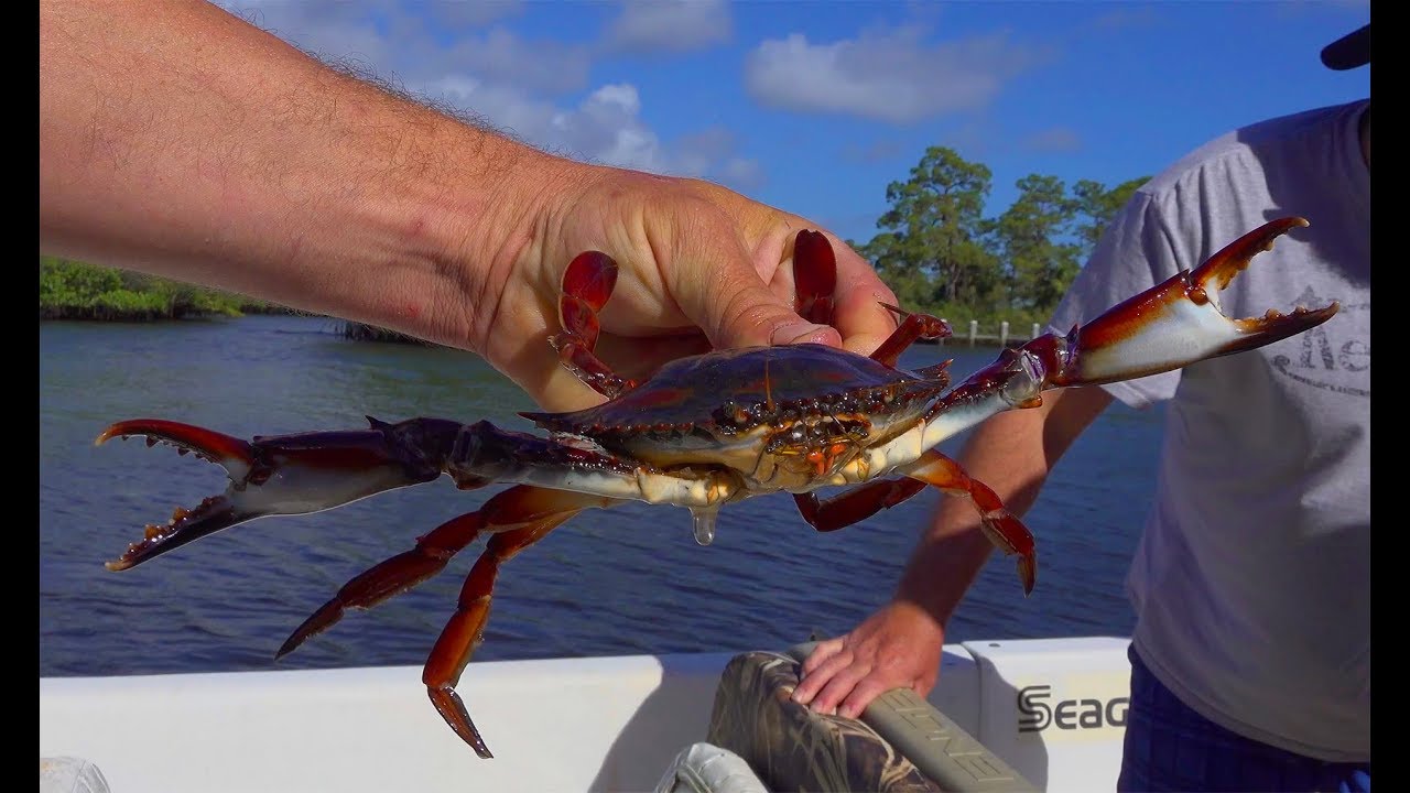 Crab Catch Clean Cook which color trap works the best?