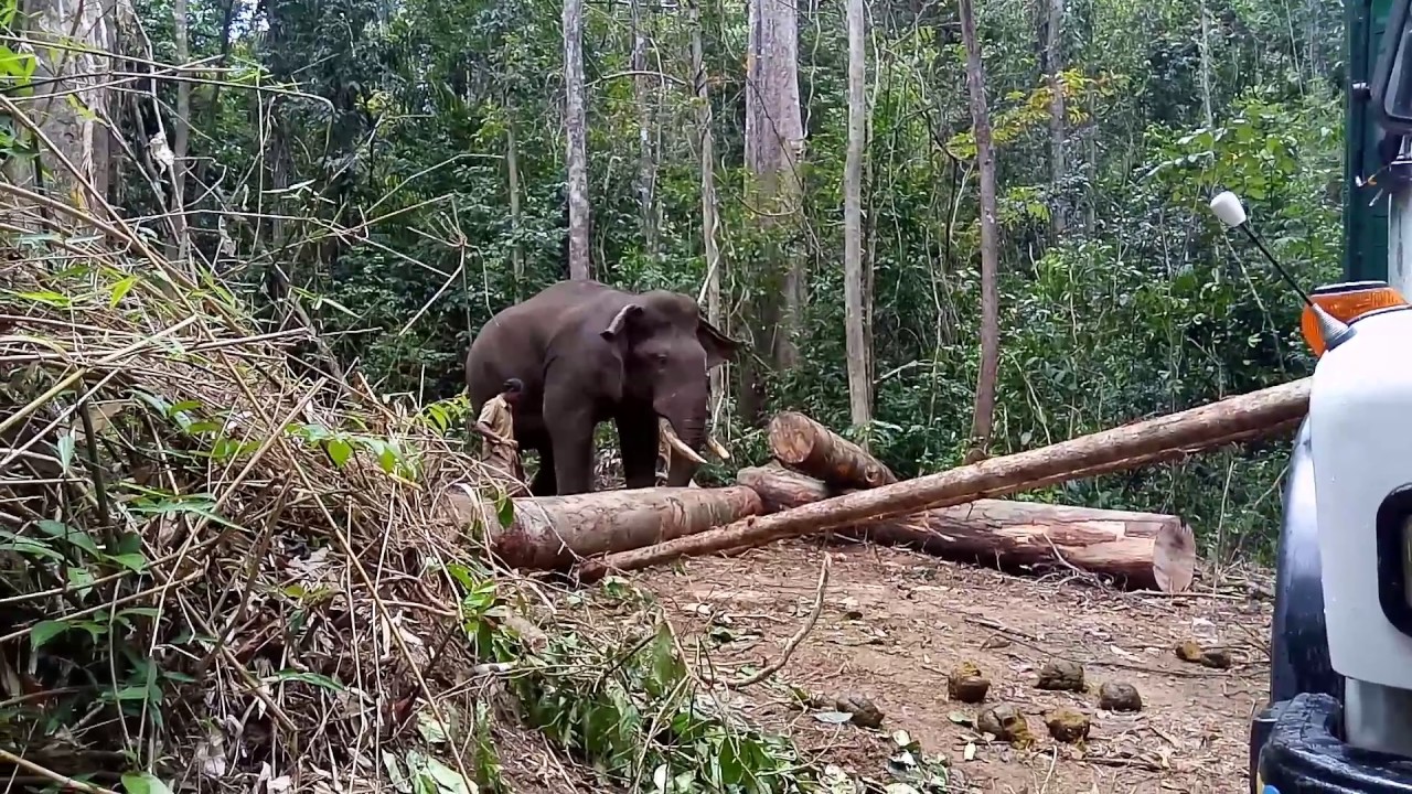 Loading of logs by elephant - YouTube