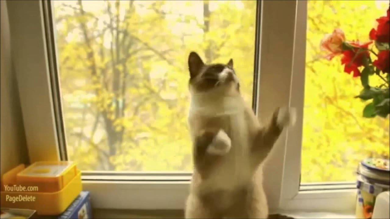 Gangnam Cat (parodie psy Gangman style) chat qui danse gangnam style ...