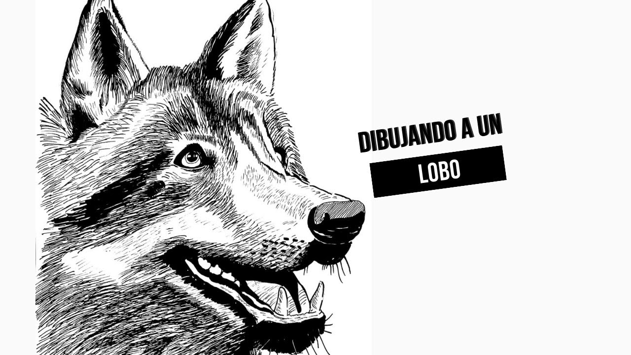 dibujando a un tierno lobo dibujo a tinta/drawing a tender wolf ink ...
