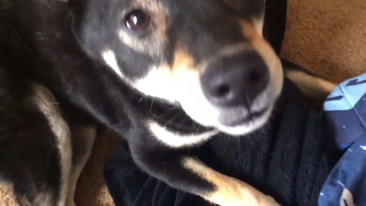 Doge interview! - YouTube