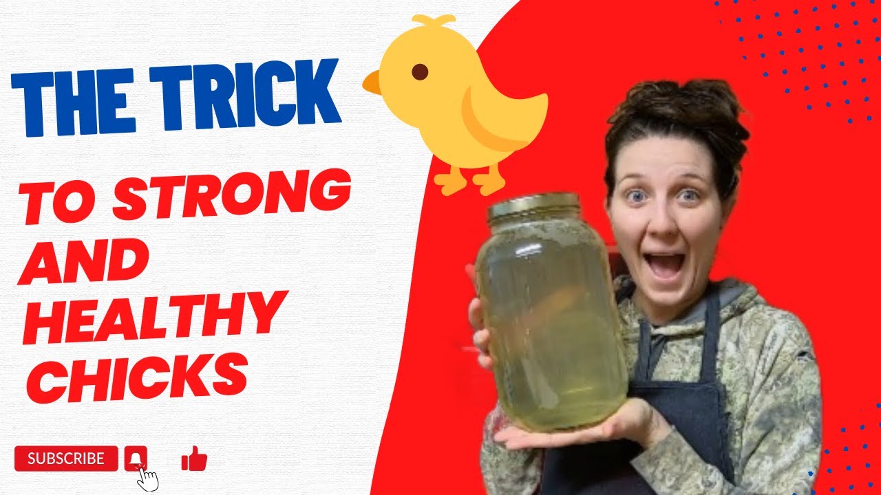 Must Have Chick Tip | Helping New Chicks Thrive | DIY Chicken Magic ...