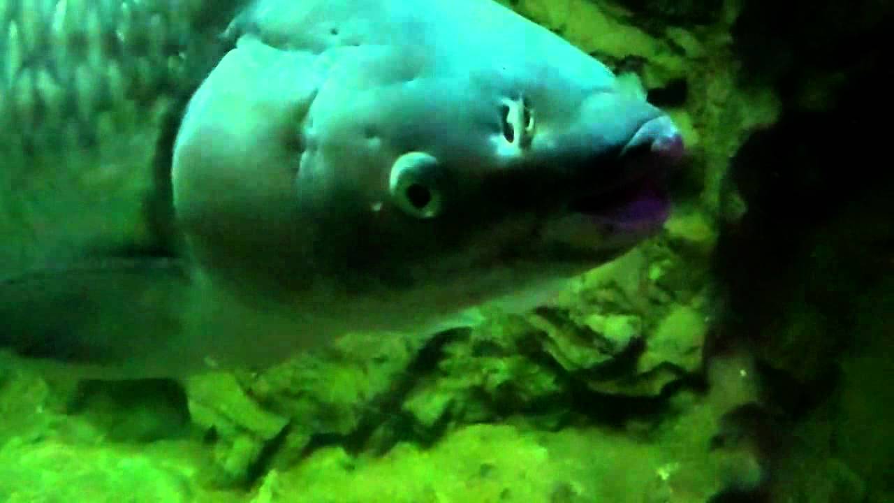 AJ blog - Grumpy fish (06.10.11) - YouTube
