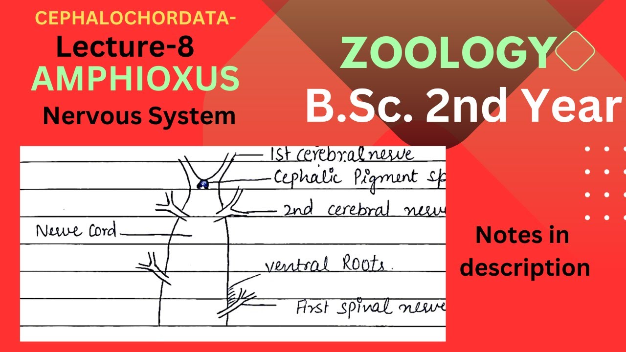 NERVOUS SYSTEM Of AMPHIOXUS || B.Sc. 2nd Year Zoology || Notes in ...