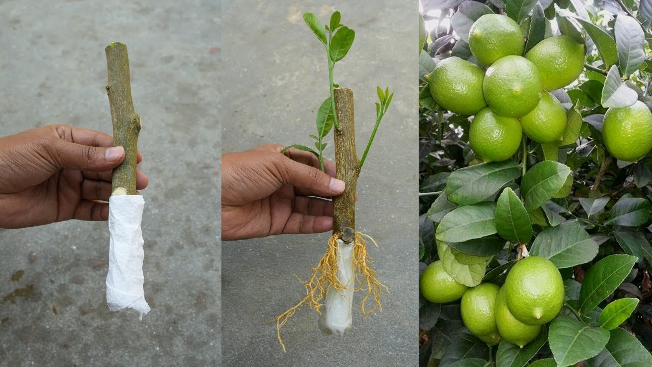 Propagate lemon stem with aloe vera | How to grow lemon tree - YouTube