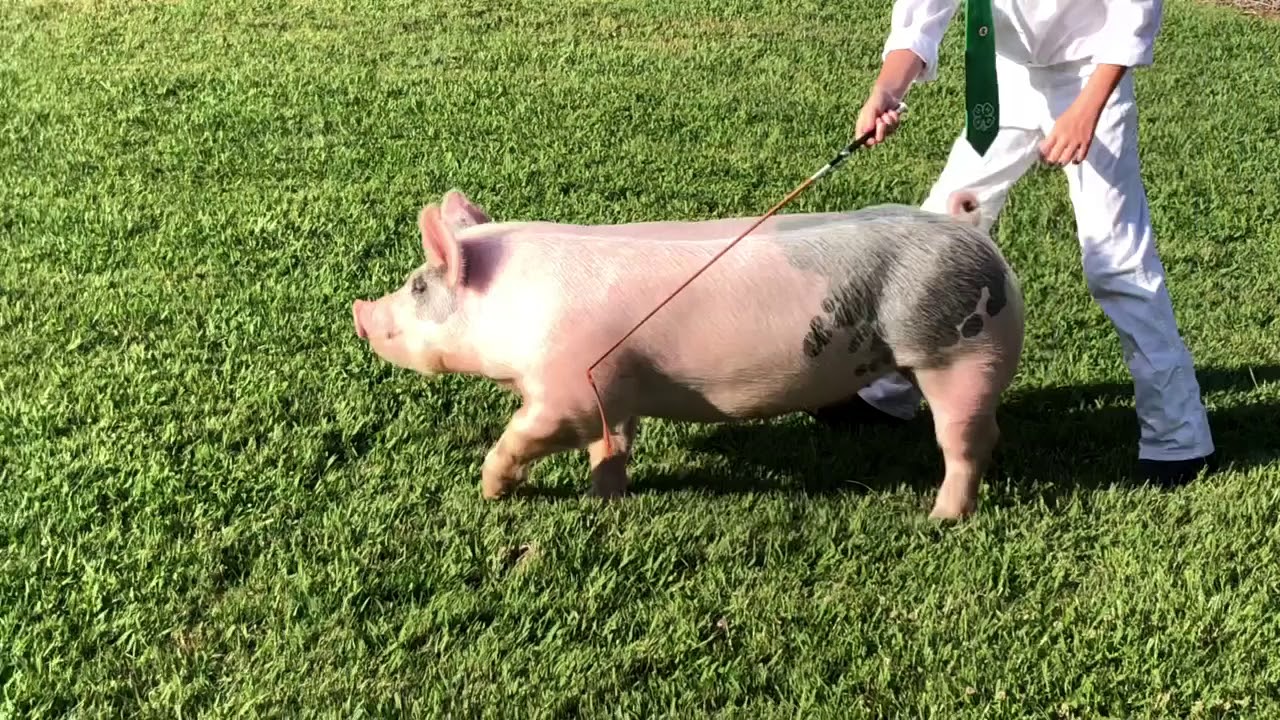 Max Merlo LM 4-H Tag 733 - YouTube