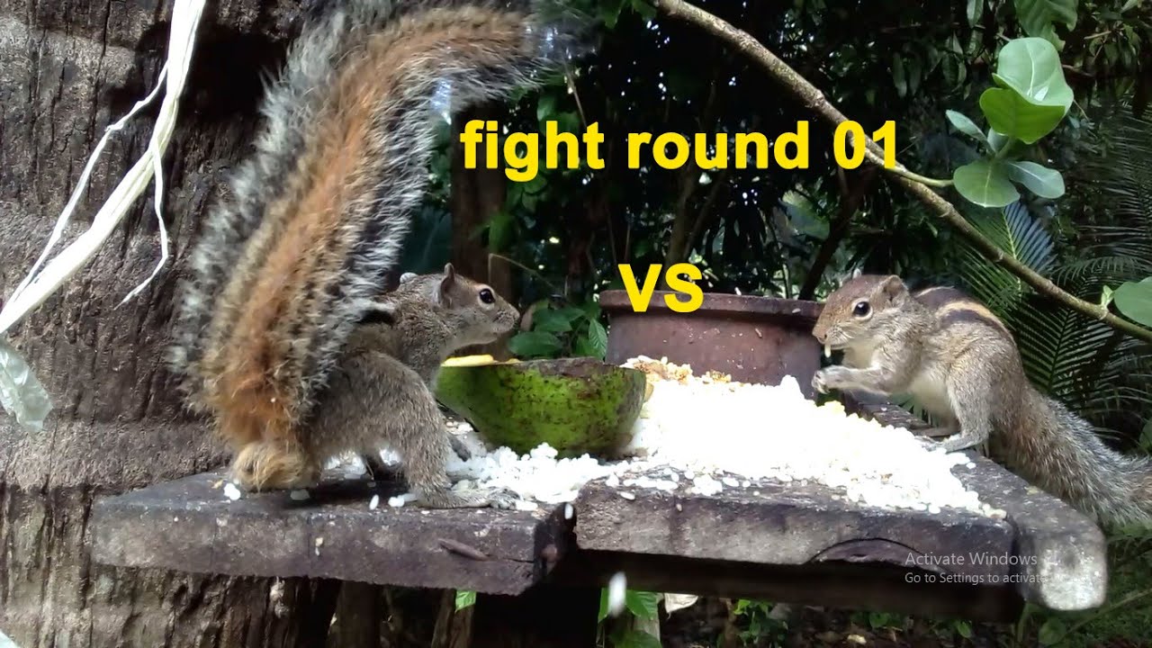 Today morning squirrel vs squirrel clip 1 | animal show - YouTube