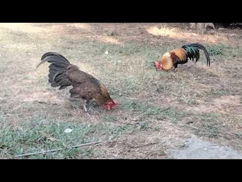 qaib dib zoo nkauj lam tso rau peb saib ua si nawb - YouTube