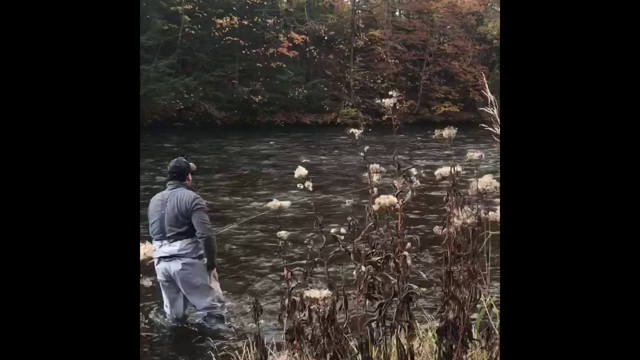 Steelhead parr on a dry fly at the Salmon River - YouTube