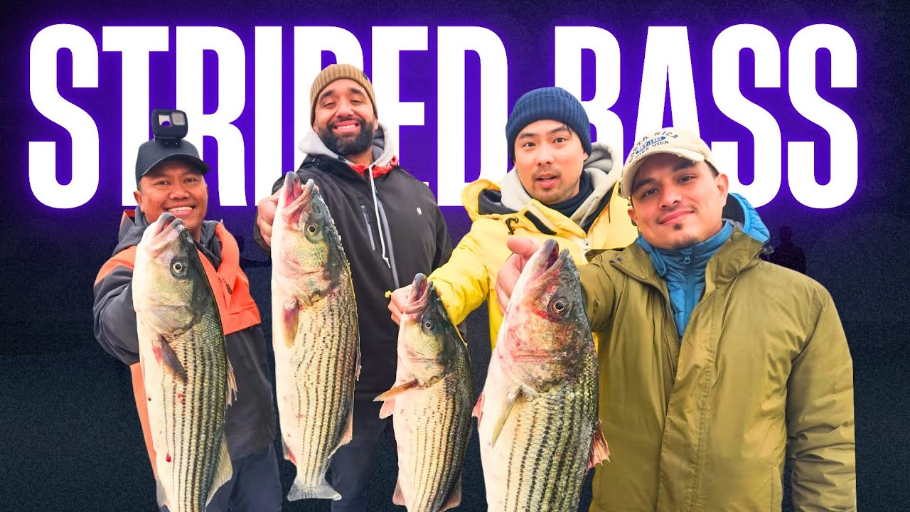 Fall Striper BLITZ Action! First Commercial Fishing Experience - YouTube