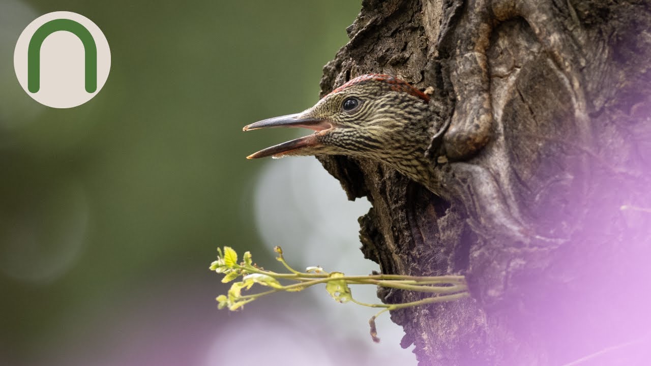 Baby Green Woodpecker Flies From Nest (4K Nature Videos) - YouTube