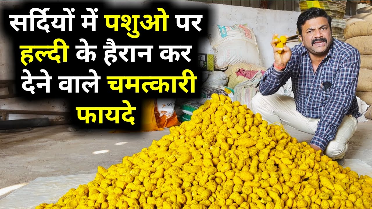 सर्दियों में पशुओ पर हल्दी के हैरान कर देने वाले चमत्कारी फायदे ...