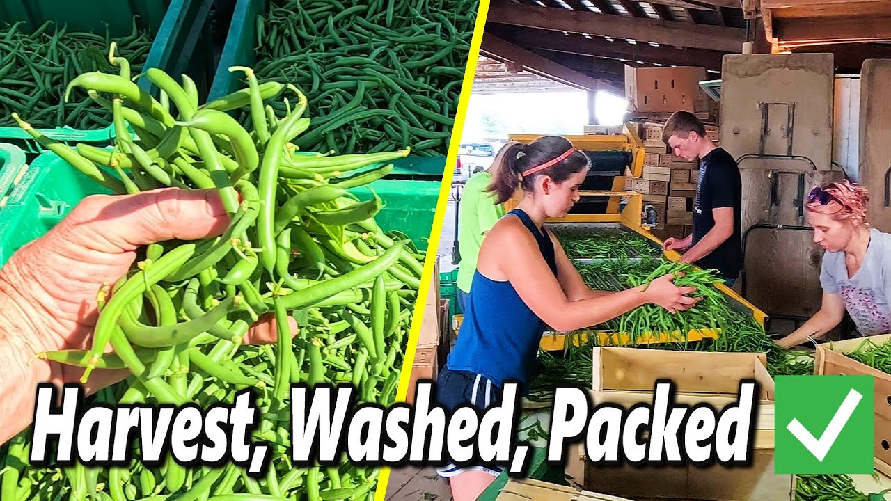 Green Bean Harvesting & Packing — Your Top Questions Answered - YouTube