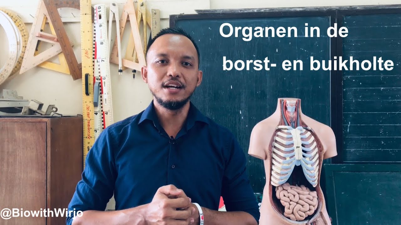 Organen in de borst en buikholte (VOJ) - YouTube