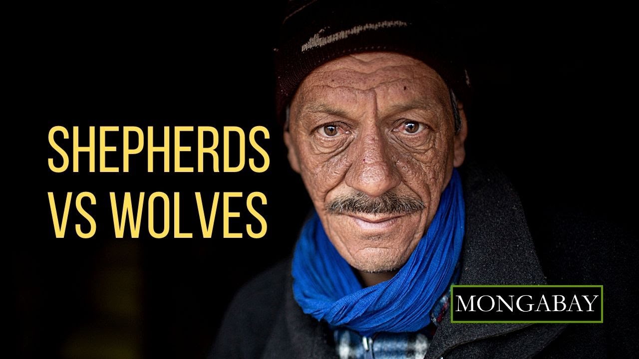 Shepherds vs Wolves: How one researcher is changing perspectives about ...