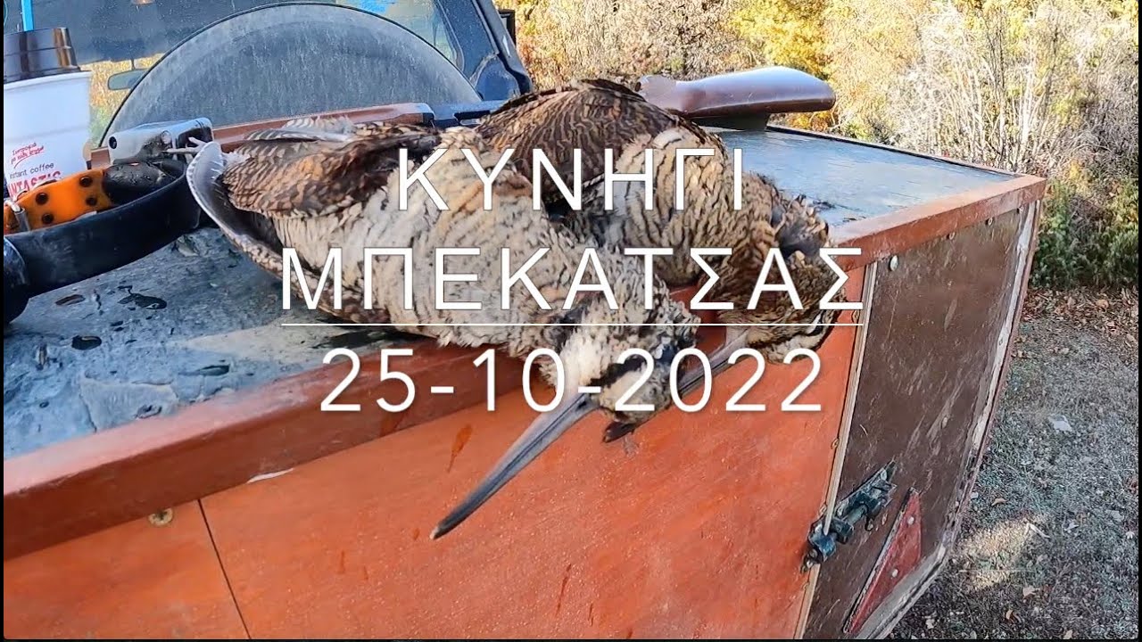 ΚΥΝΗΓΙ ΜΠΕΚΑΤΣΑΣ 25/10/2022 / Woodcock Hunting / Caccia alla Beccaccia ...