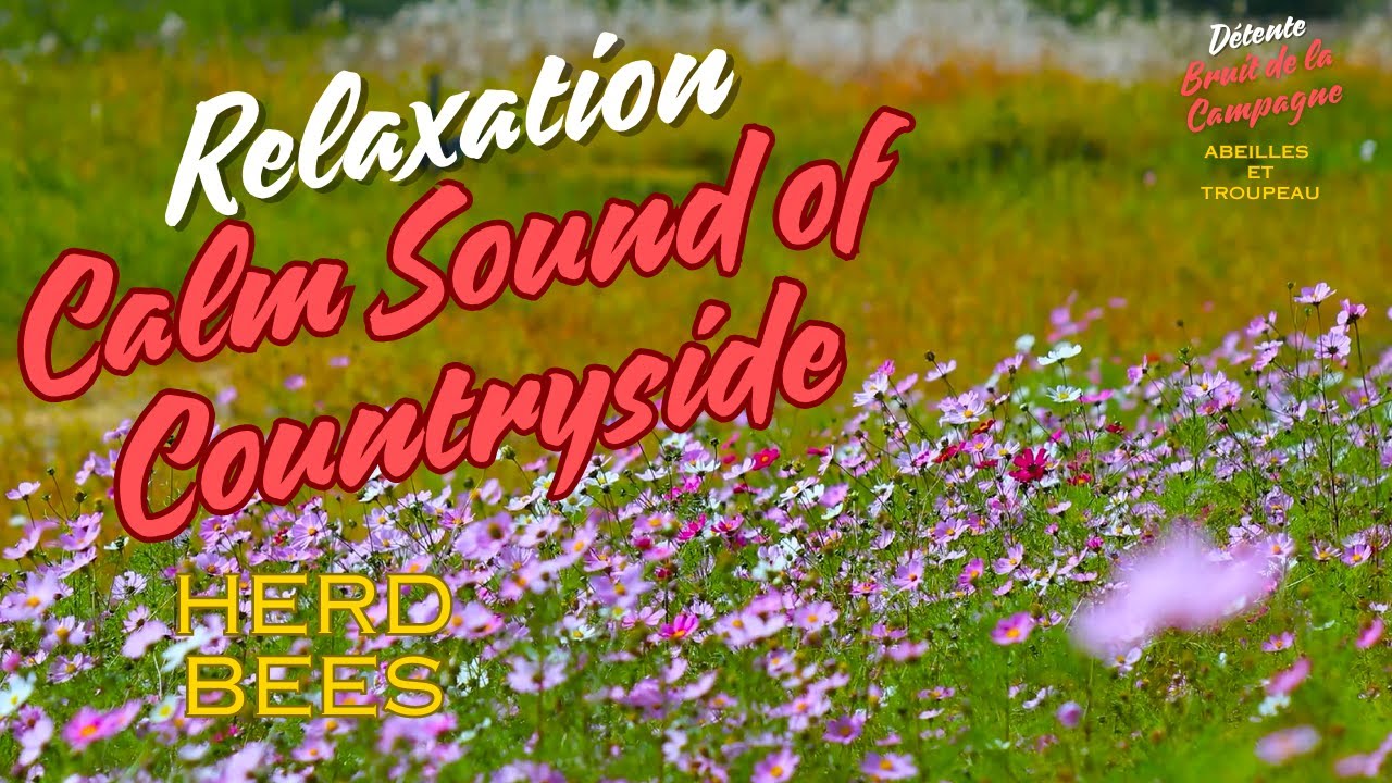 Relaxation - Calm Sound of Countryside - Bee & Herd - YouTube