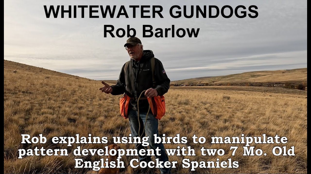 7 Month old Field Bred English Cocker Spaniels- Building Upland Pattern ...