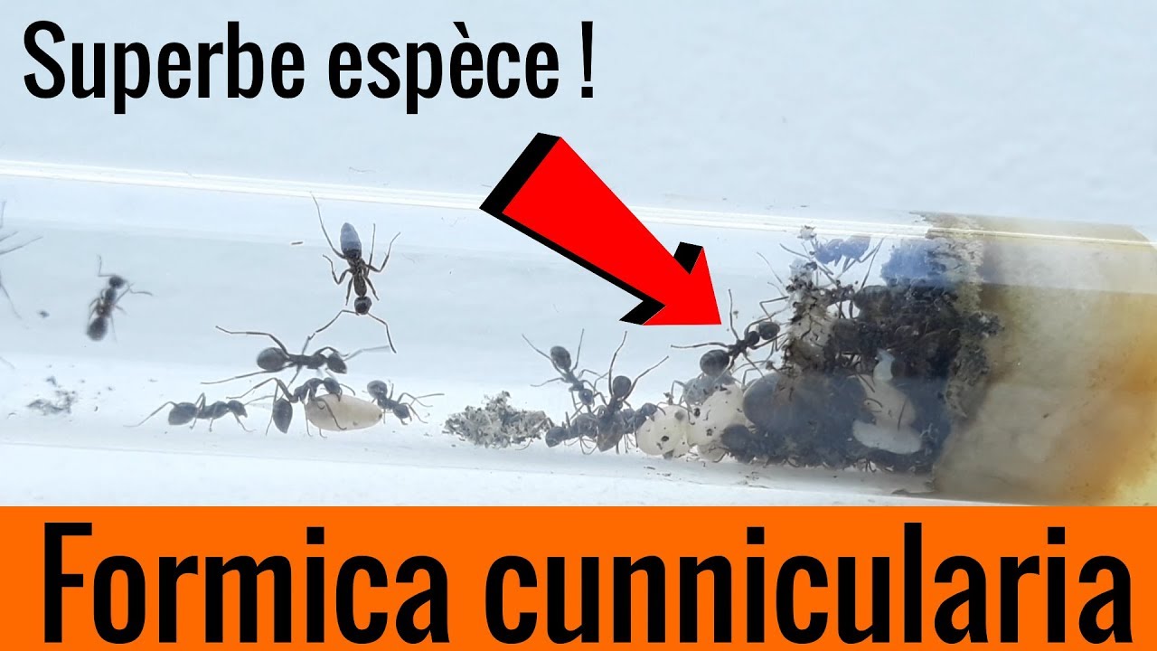 Evolution de mes Formica cunicularia ! - YouTube