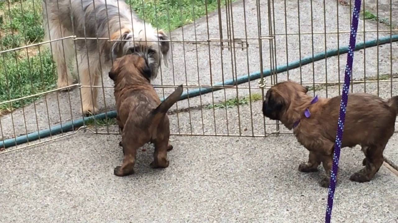 4 Week Old Briard Puppies Playing - YouTube